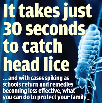It takes just 30 seconds to catch head lice - PressReader