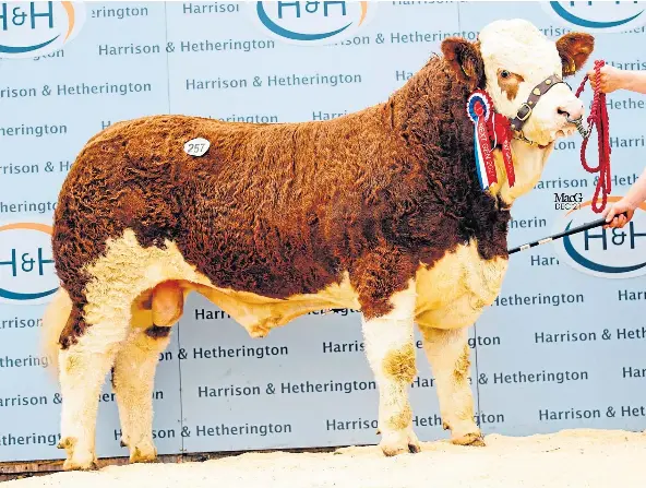 Nxt Gen Simmental stars - PressReader