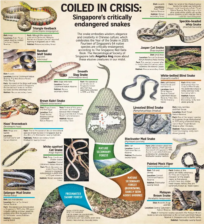 Snakes top list of roadkill incidents in Singapore - PressReader