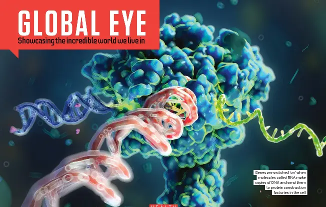 ‘Remote-controlled’ human cells implanted in mice - PressReader