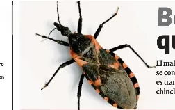 Besucona que mata - PressReader