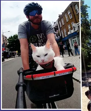 How Sigi the cat on a bike turned me into an Insta hit with women ...