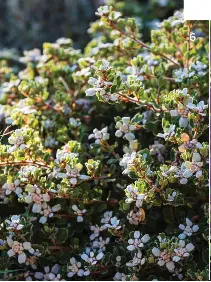 Jo Ferguson’s 8 key plants - PressReader