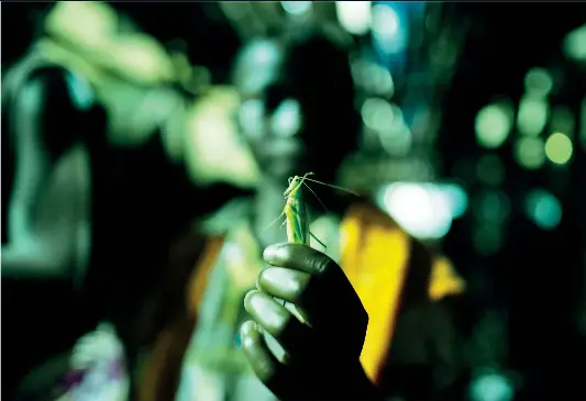 Nsenene feast - PressReader