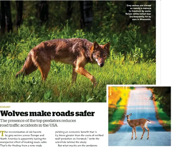 Wolves make roads safer - PressReader