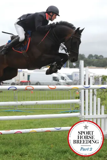 SPORT HORSE BREEDING - PressReader