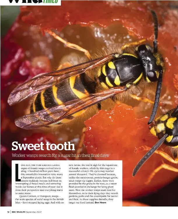 Sweet tooth - PressReader