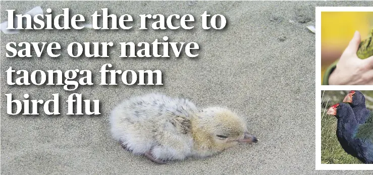 Inside the race to save our native taonga from bird flu - PressReader