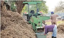 Inside Dedani Mkhize’s farm - PressReader