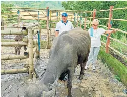 Bufalera Gibraltar, 50 años con la raza buffalypso - PressReader