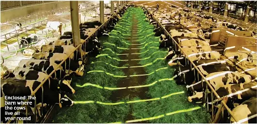 Herd about the ‘zero grazing’ cows who eat grass indoors? - PressReader