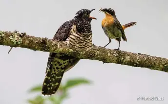 Local Piet-my-vrou outsources parenting duties - PressReader