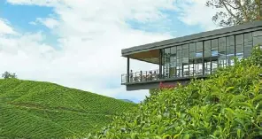 Spot(s) of tea in Malaysia - PressReader