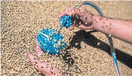 Trials of grain robot to cut post-harvest losses - PressReader