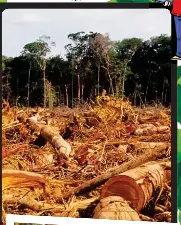 BESKERM DIE REËNWOUD - PressReader