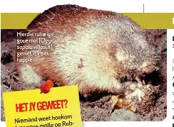 DIE GOUE MOL - PressReader