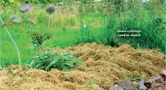 The no-dig way - PressReader