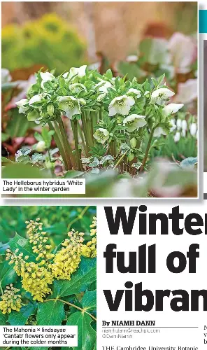 Winter gardens full of wonderful vibrant colour - PressReader