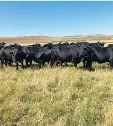 Winsgewend­e Brangus gewild by beesboere - PressReader