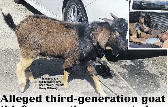 Alleged third-generation goat thief among three arrested - PressReader