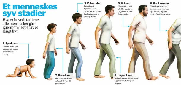 Et menneskes syv stadier - PressReader