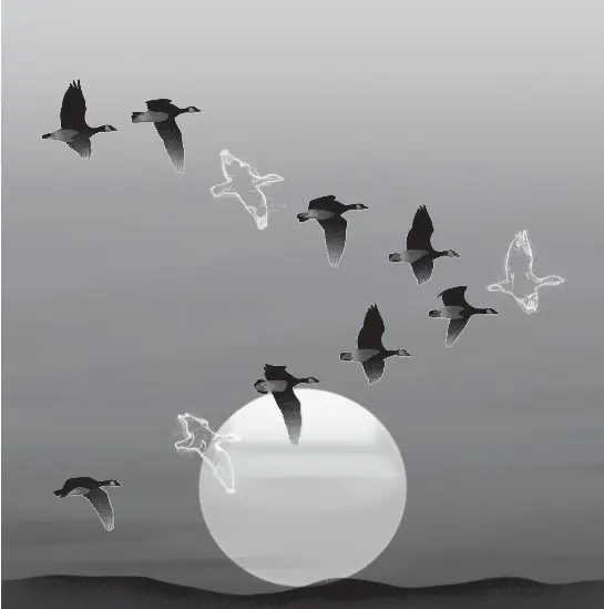 Why dead birds are falling from the sky - PressReader