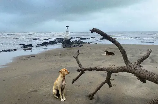 Rohit Chawla’s photograph­s of Goa’s beach dogs during its fierce ...