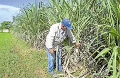 CUBA’S SUGAR CANE INDUSTRY FACES ‘WORST TIME’ IN HISTORY - PressReader