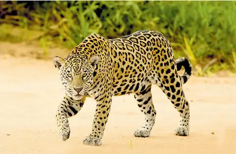 Operación Jaguar: nueva investigac­ión muestra las redes criminales inmersas en el tráfico de ...