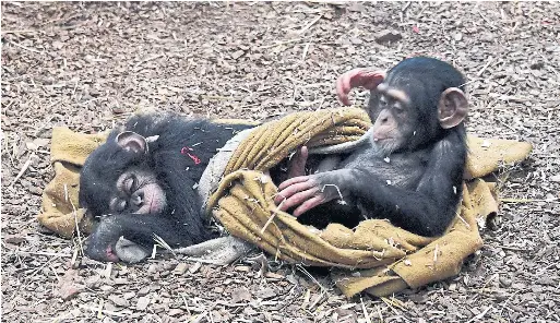 Remembranc­es of apes - PressReader