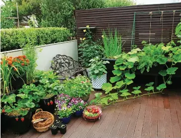 How to grow veges in containers - PressReader