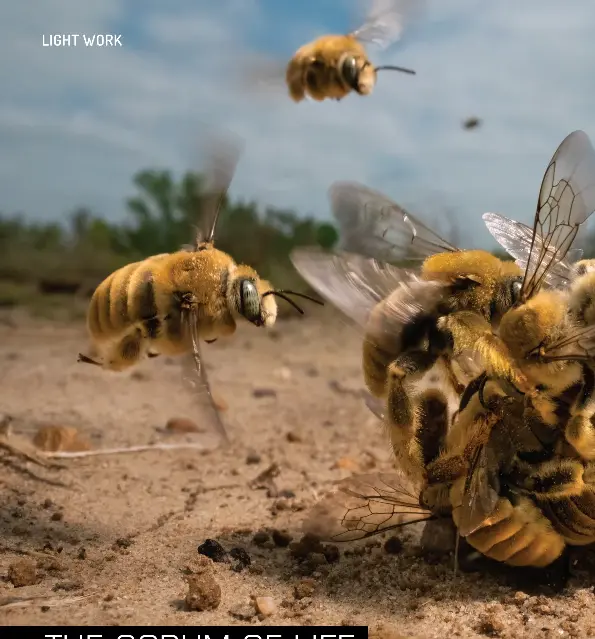 LIGHT WORK - PressReader