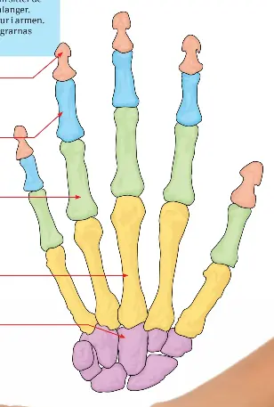 Ben i handen - PressReader