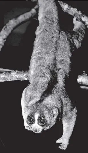 Selfies with wildlife harm animals - PressReader