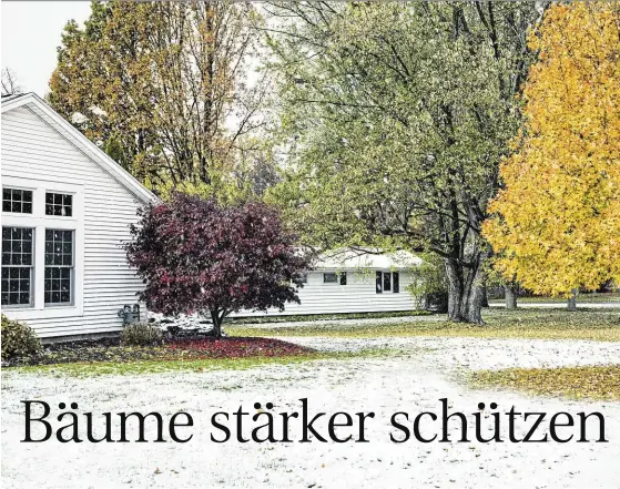 Bäume stärker schützen - PressReader