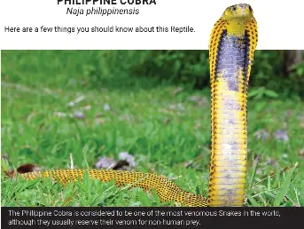 PHILIPPINE COBRA - PressReader