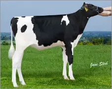 Holstein calf heads to Nairn at 11,000gns - PressReader