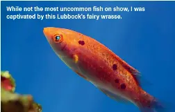 FINEST AQUATICS | Practical Fishkeepin­g | PressReade­r
