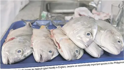 UP BIOLOGISTS SET UP FIRST DNA SEGMENTS TO MONITOR IN-DEMAND SEAFOOD ...