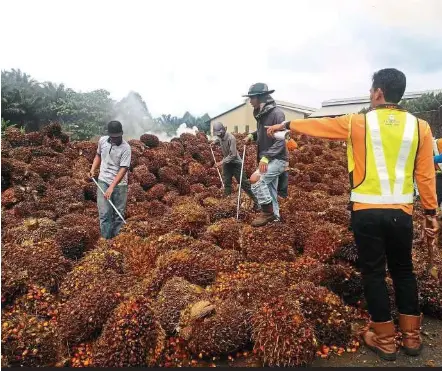 FGV to review LLA terms - PressReader