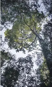 The hidden wonders of kauri forests - PressReader