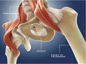 Do humans have a tenderloin? - PressReader