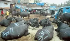 ‘Buffalo meat output, exports to rise in 2024’ - PressReader