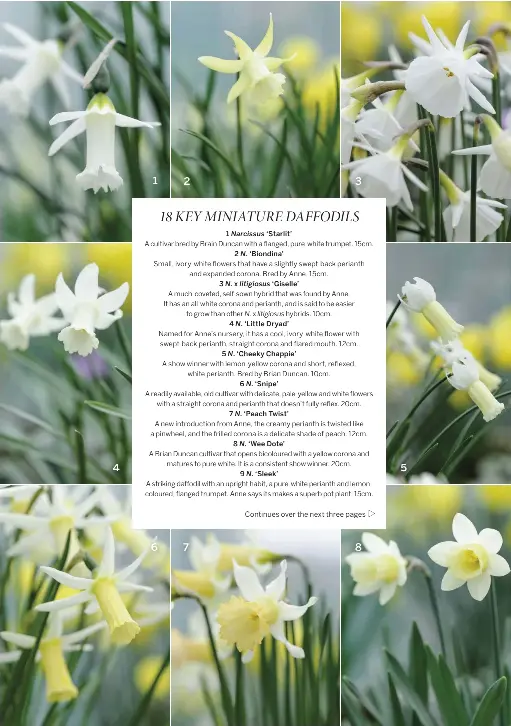 18 KEY MINIATURE DAFFODILS - PressReader