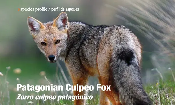 Patagonian Culpeo Fox - PressReader