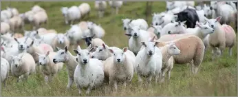 NZ farming profits plunge - PressReader