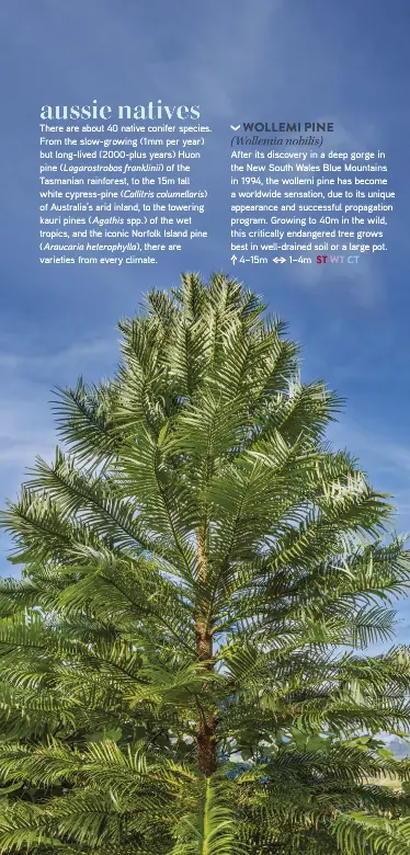 aussie natives - PressReader