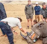 Radioactiv­e implant for rhino horns to curb poaching - PressReader