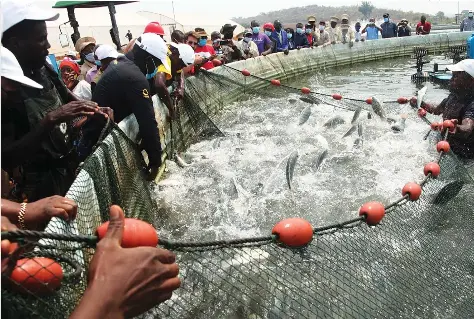 População aplaude projecto de criação de peixe cacusso - PressReader