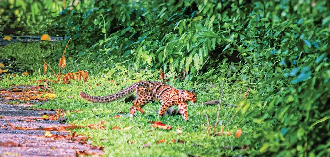 Twice in 12 hours: Rare encounter with marbled cats in Hazarikhil Wildlife Sanctuary - PressReader